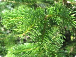 FENYŐFA - KARÁCSONYRA